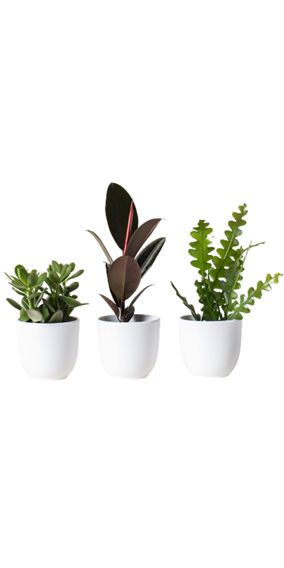 Buy Foli Live Small Plant Bundle White at Well.ca | Free Shipping $35 ...