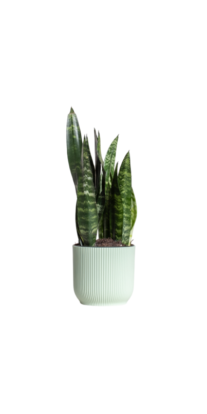 Buy Foli Live Medium Snake Plant Eco Mint at Well.ca | Free Shipping ...