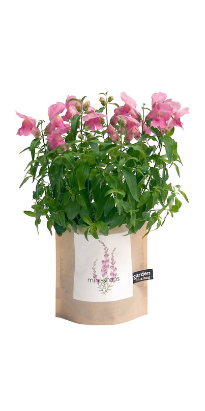 Buy Potting Shed Creations Mini Snapdragon Garden-in-a-Bag at Well.ca ...