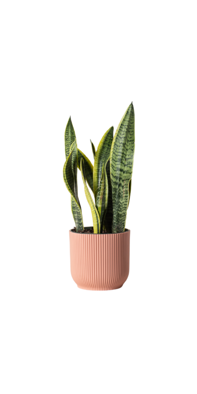 Buy Foli Live Medium Snake Plant Eco Pink at Well.ca | Free Shipping ...
