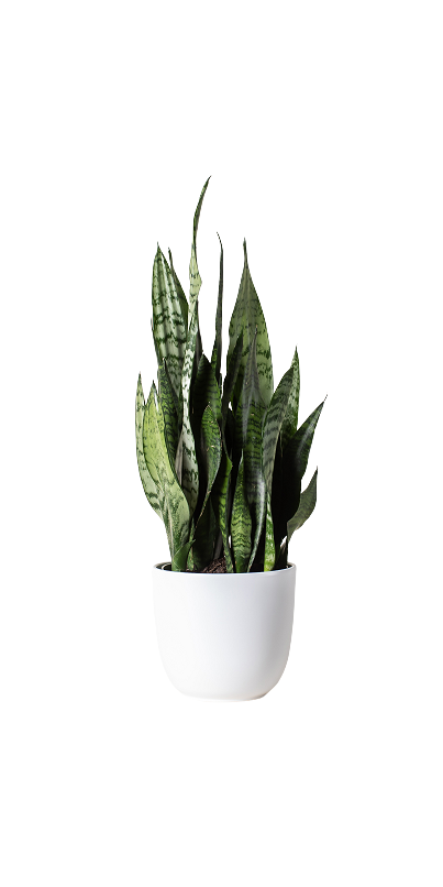 Buy Foli Live Medium Snake Plant White at Well.ca | Free Shipping $35 ...