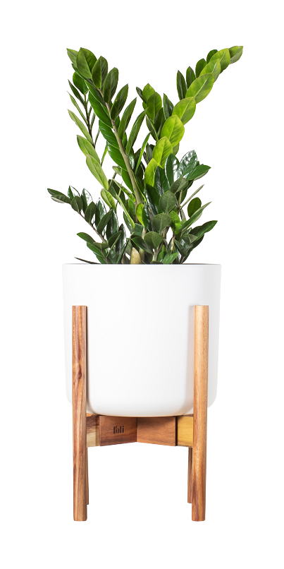 Achetez Foli Large Snake Plant avec Stand White à Well.ca | Livraison ...