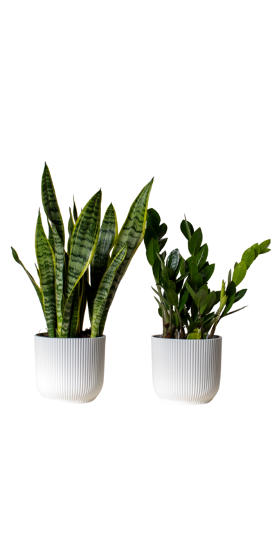 Buy Foli Live Medium Easy Peasy Plant Bundle at Well.ca | Free Shipping ...