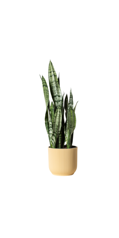 Buy Foli Live Medium Snake Plant Eco Yellow at Well.ca | Free Shipping ...