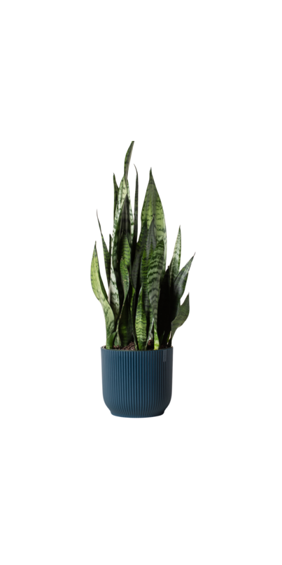 Buy Foli Live Medium Snake Plant Eco Navy at Well.ca | Free Shipping ...